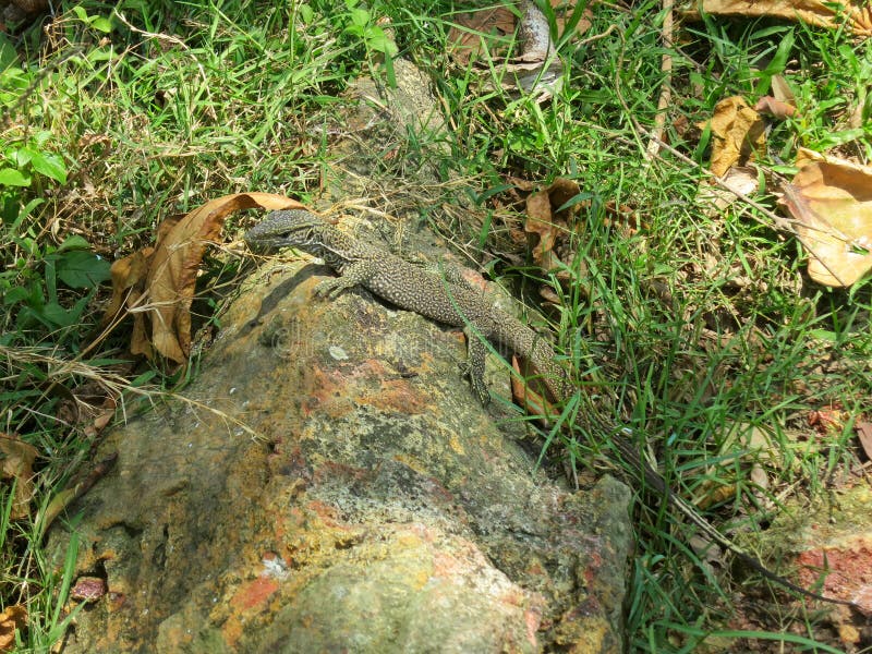 Waran Lizard in Grass, Sri Lanka Stock Image - Image of travel ...