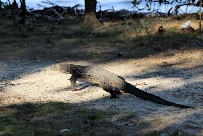Waran-Varanus - Borneo Malaysia Asien Stockfoto - Bild von frech, tiere ...