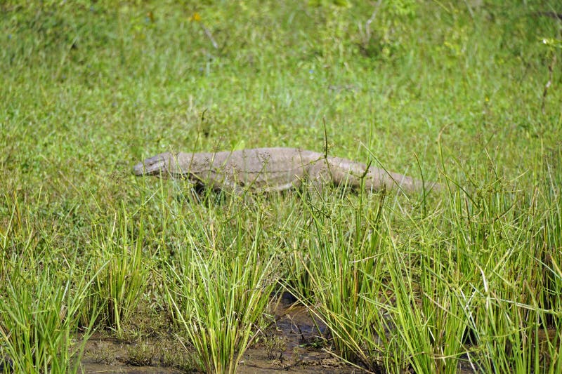 Waran in Yala National Park Stock Photo - Image of itinerary, guide ...
