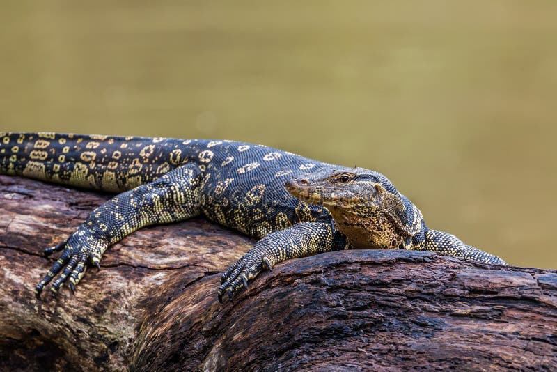 Waran-Varanus - Borneo Malaysia Asien Stockfoto - Bild von nave, nett ...
