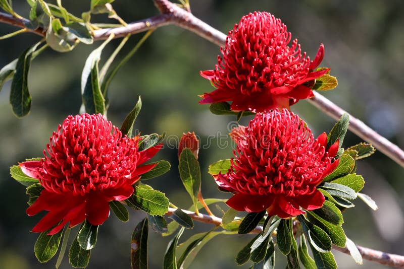 316 Waratah Photos - Free & Royalty-Free Stock Photos from Dreamstime