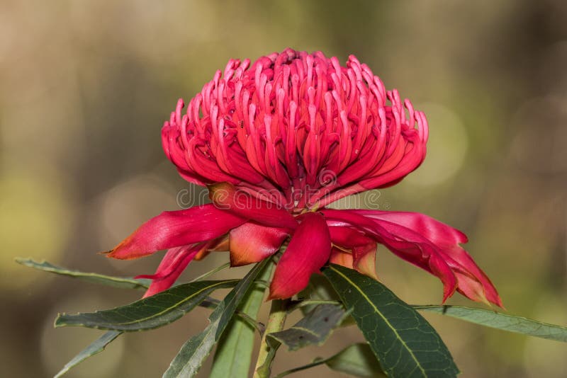 Waratah stock photo. Image of flower, nature, telopea - 190395114