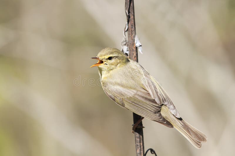 Warbler Singing among the Young Green Foliage in Early Spring Stock ...