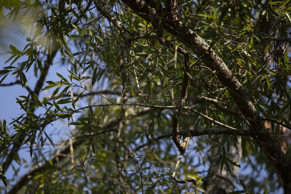 Warbling Vireo Looking stock image. Image of leaves - 291173839
