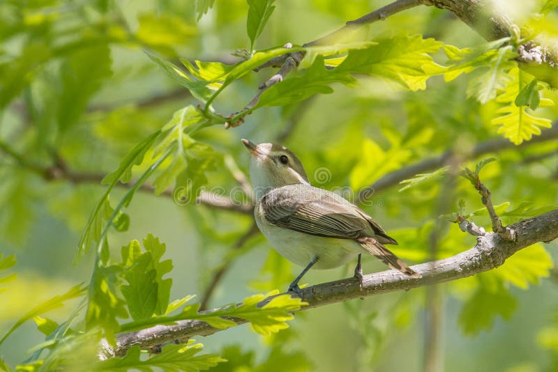 Warbling Vireo stock image. Image of birding, ornithology - 41008715