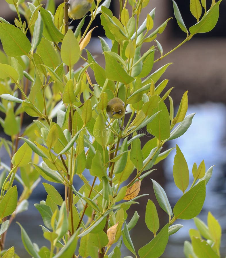 Warbling White Eye Bird on Tree Branch Stock Image - Image of small ...