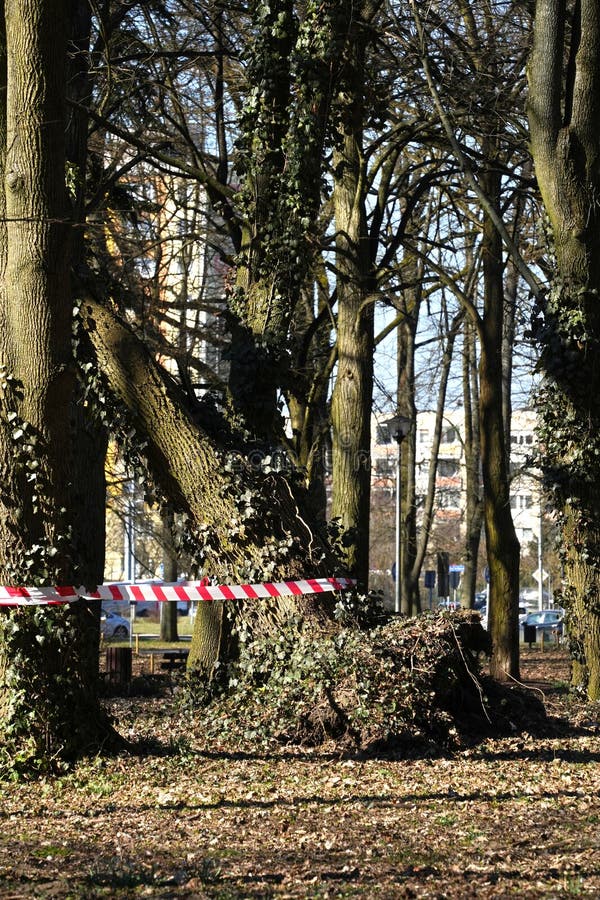 Warded by a Red White Tape Dangerously Tilted Old Tree in City Park ...