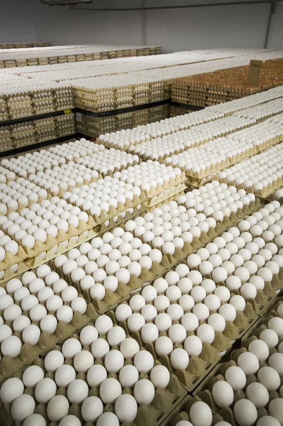 Warehouse Egg from the Farm To the Grocery Store Stock Photo - Image of ...