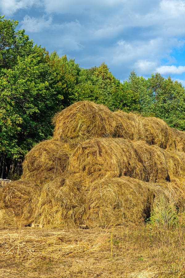 Warehouse of Hay Rolls on the Edge of the Forest Stock Image - Image of ...
