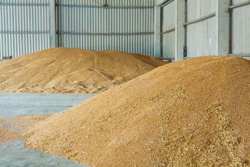 Warehouse For Wheat Grain And Rice Storage. Agriculture Product Storing ...