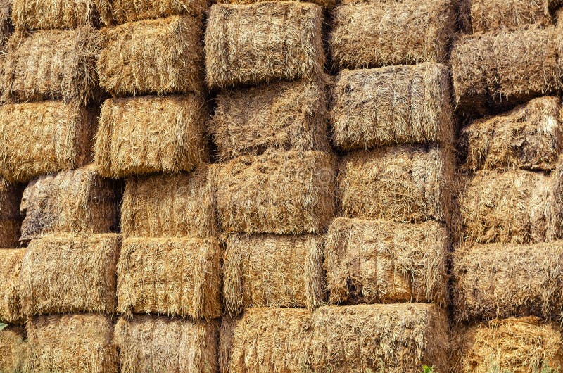 Warehouse of Rectangular Bales of Hay. the Uneven Texture of a S Stock ...