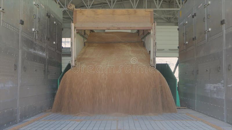 Warehouse with Wheat. Loading Wheat To the Grain Elevator Stock Video ...