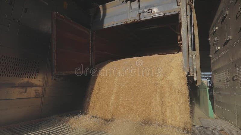 Warehouse with Wheat. Loading Wheat To the Grain Elevator Stock Video ...