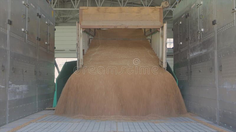 Warehouse with Wheat. Loading Wheat To the Grain Elevator Stock Footage ...