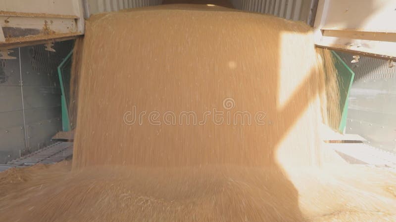 Warehouse with Wheat. Loading Wheat To the Grain Elevator Stock Footage ...