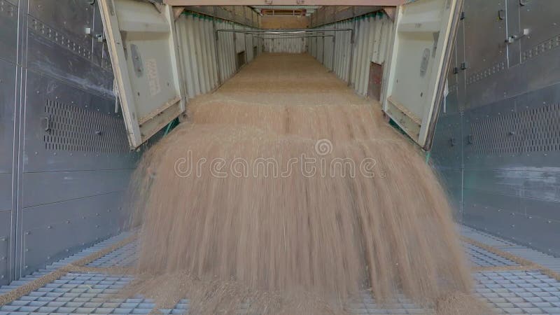 Warehouse with Wheat. Loading Wheat To the Grain Elevator Stock Video ...