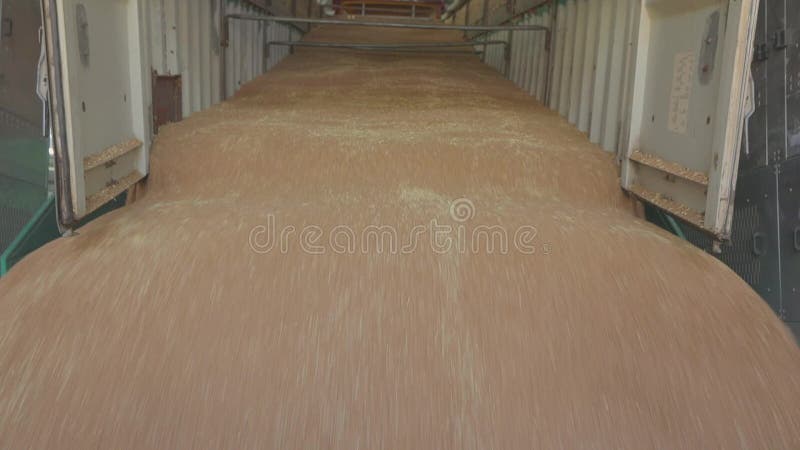 Warehouse with Wheat. Loading Wheat To the Grain Elevator Stock Footage ...