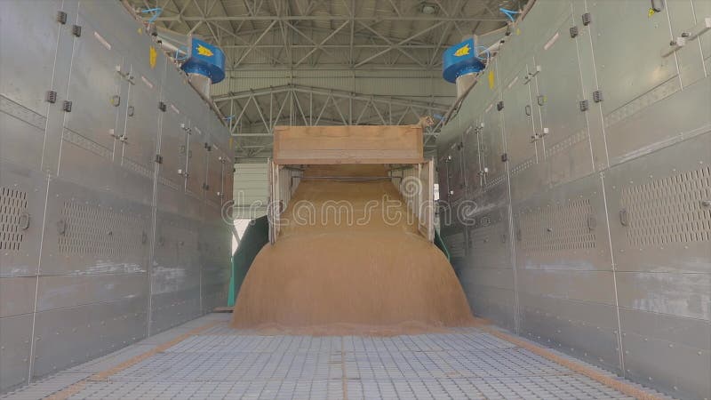 Warehouse with Wheat. Loading Wheat To the Grain Elevator Stock Video ...