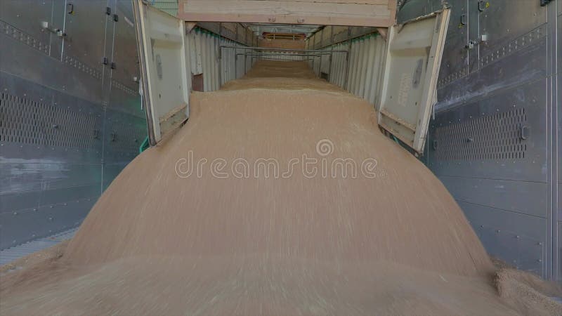 Warehouse with Wheat. Loading Wheat To the Grain Elevator Stock Video ...