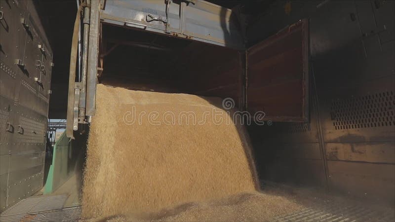 Warehouse with Wheat. Loading Wheat To the Grain Elevator Stock Video ...