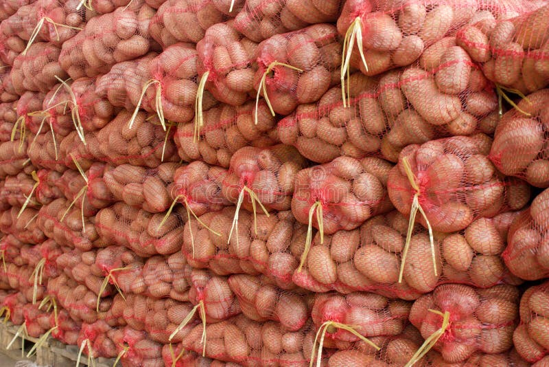 Bagged potatoes stock photo. Image of gross, food, conveyor - 49246784
