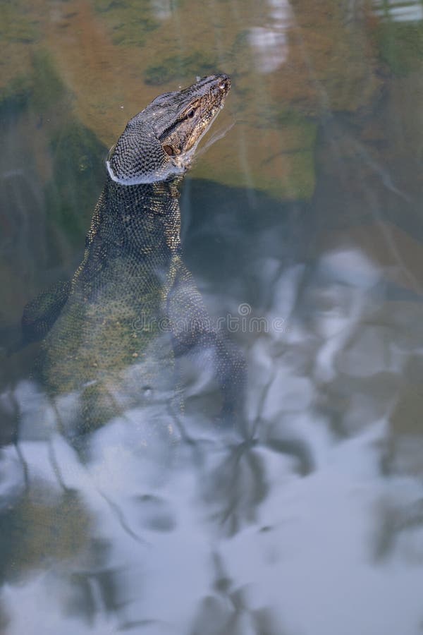 Warer monitor lizard stock photo. Image of wildlife, shape - 74438692
