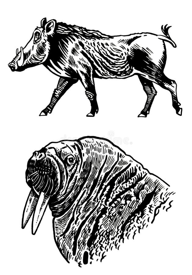 Warlus and Wild Hog on White Background, Vector Graphical Illustration ...