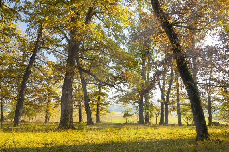 Warm Afternoon Light in a Forest during Autumn Stock Image - Image of ...