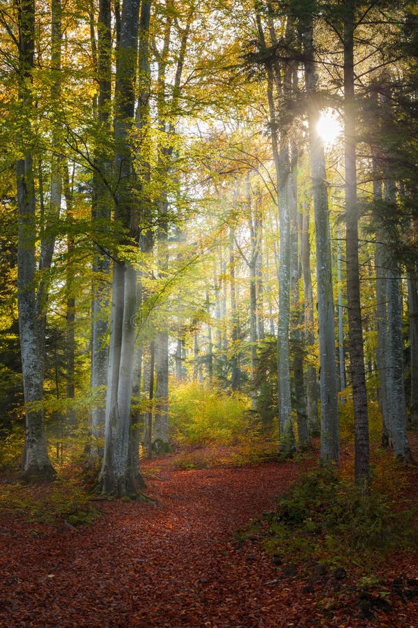 Sun Light Coming Down During Winter Into The Forest Stock Image - Image ...