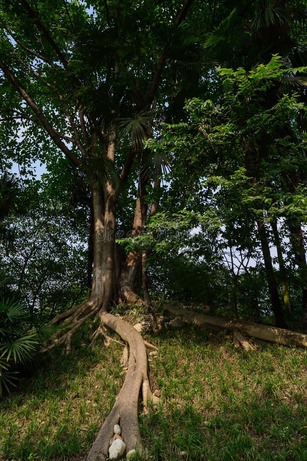 Warm Afternoon Sunlight on Aged Tree Stock Image - Image of warm ...