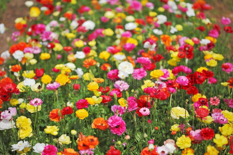 A warm April in the south stock image. Image of rural - 25305239