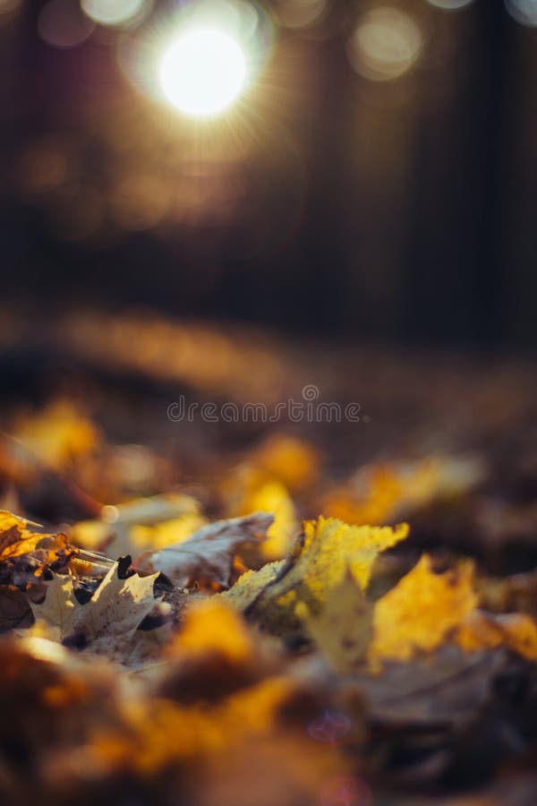 Warm Autumn Background from Autumn Leaves and Blurred Park. Stock Image ...