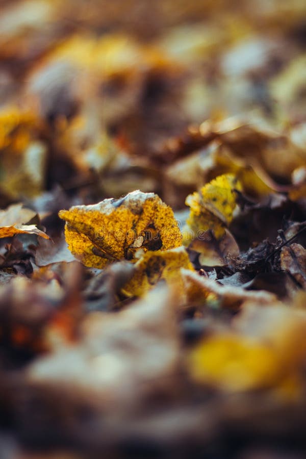 Warm Autumn Background from Autumn Leaves and Blurred Park. Stock Photo ...