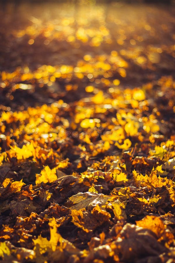 Warm Autumn Background from Autumn Leaves and Blurred Park. Stock Photo ...