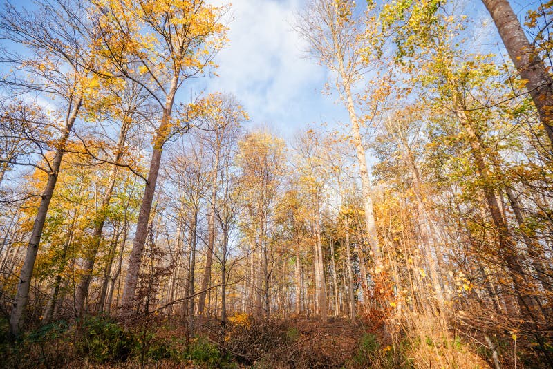 Warm Autumn Colors in the Forest Stock Photo - Image of landscape ...