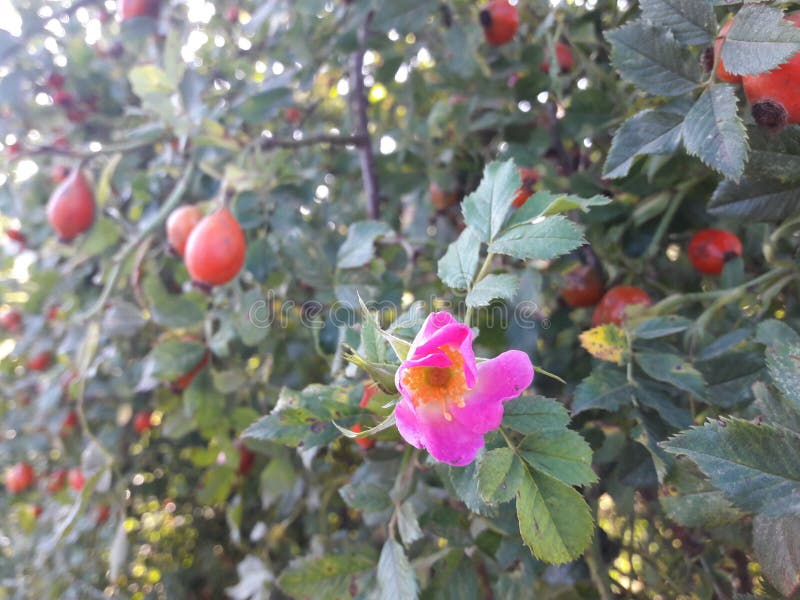 Warm Autumn Red Rose To Blossom Again Stock Photo - Image of berry ...