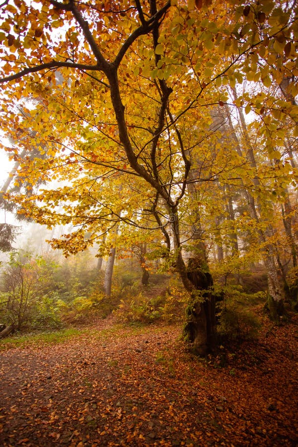 Warm Autumn Scenery in the Fall Forest Stock Photo - Image of idyllic ...