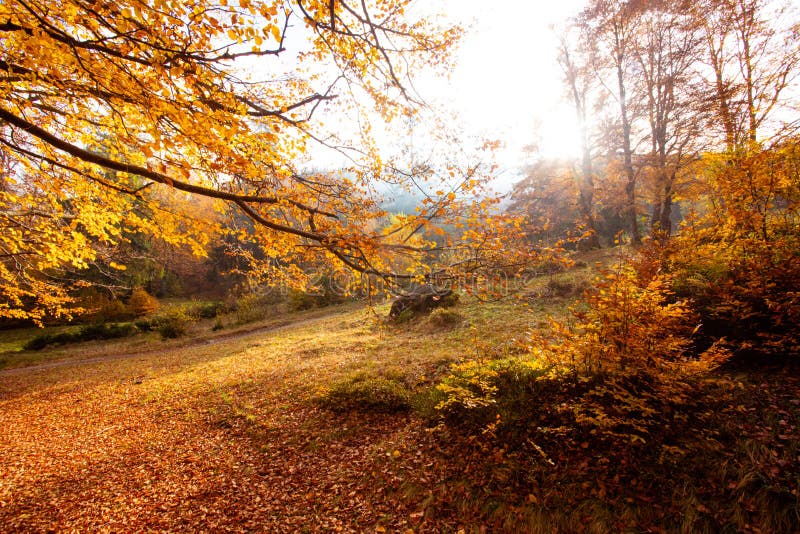 Warm Autumn Scenery in the Fall Forest Stock Photo - Image of shadow ...