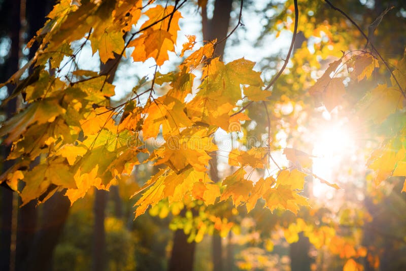 Warm Autumn Scenery in a Forest, with the Sun Casting Beautiful Stock ...