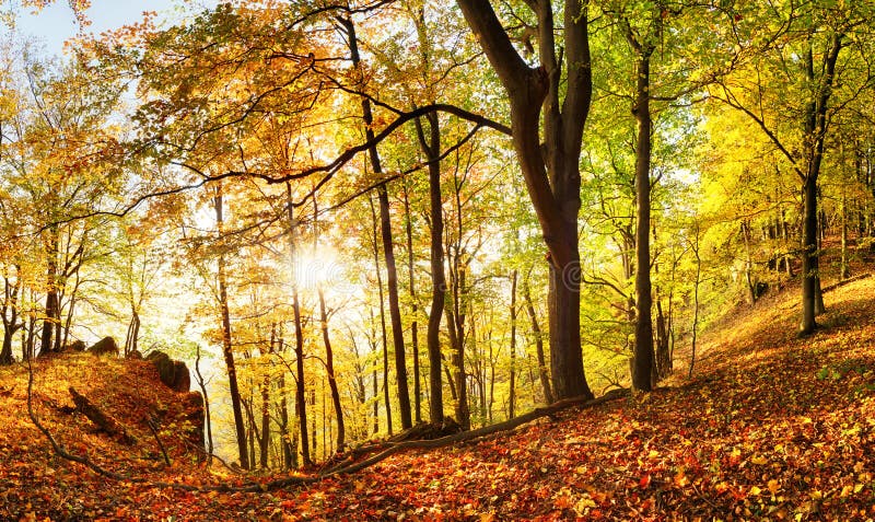 Warm Autumn Scenery in a Forest, with the Sun Casting Beautiful Stock ...