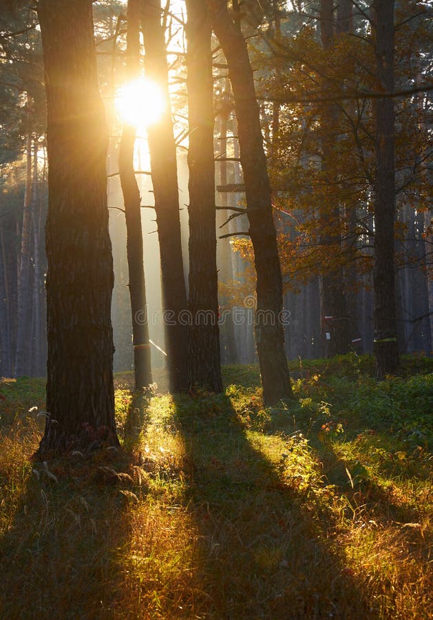Warm Autumn Scenery in a Forest, with the Sun Casting Beautiful Rays of ...