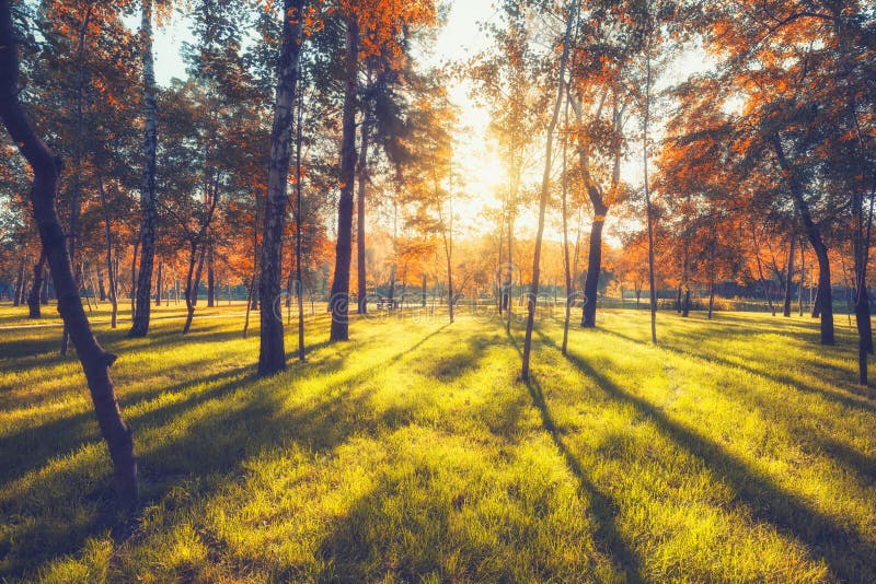 Warm Autumn Scenery in a Forest, with the Sun Stock Photo - Image of ...