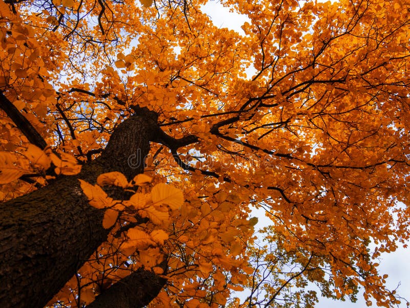 The Warm Autumn Sun Shining through the Golden Canopy of Tall Beech ...