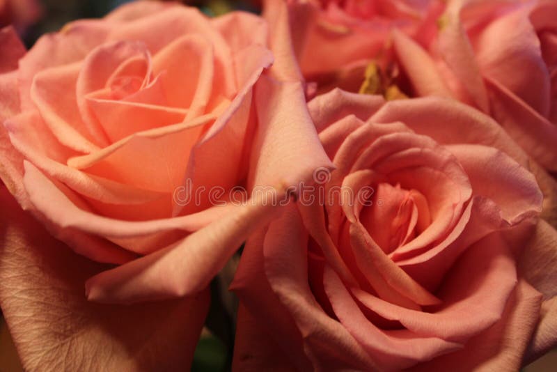 Blush roses stock photo. Image of pink, full, bloom - 117412806