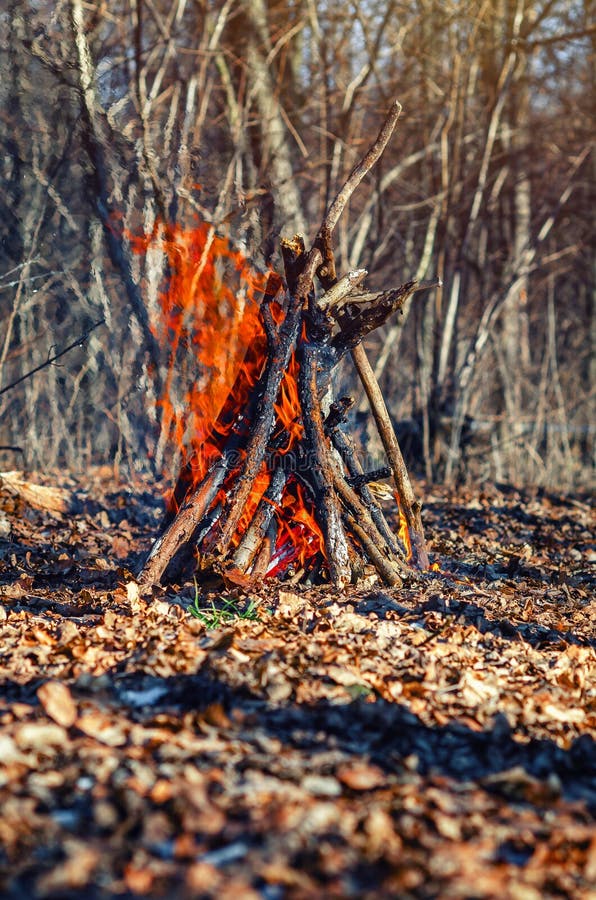 Rustic Campfire Burning in Autumn Woods with Colorful Leaves Stock ...