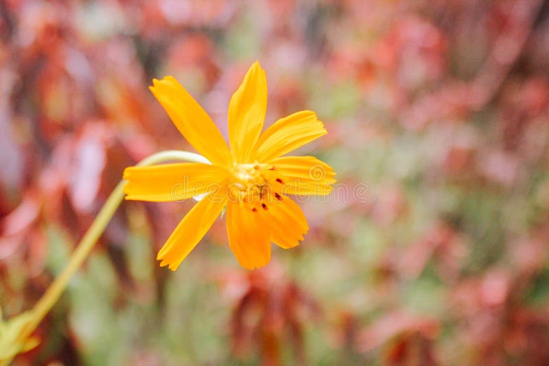 Warm color flower stock photo. Image of nature, color - 175648316