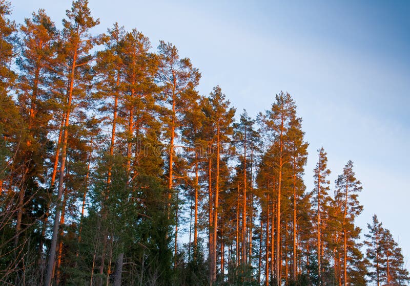 Warm coloured trees stock image. Image of clouds, sunset - 24277535