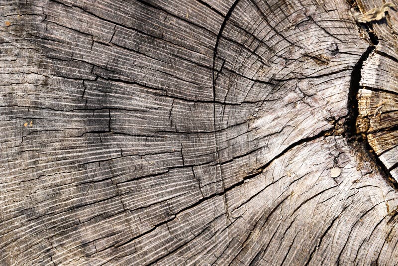 Warm cut wood texture stock image. Image of forestry - 245660095