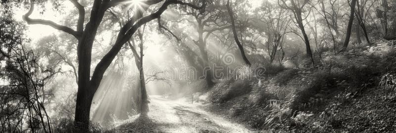 A Warm Dappled Path Created by the Suns Filtered Light. Black and White ...