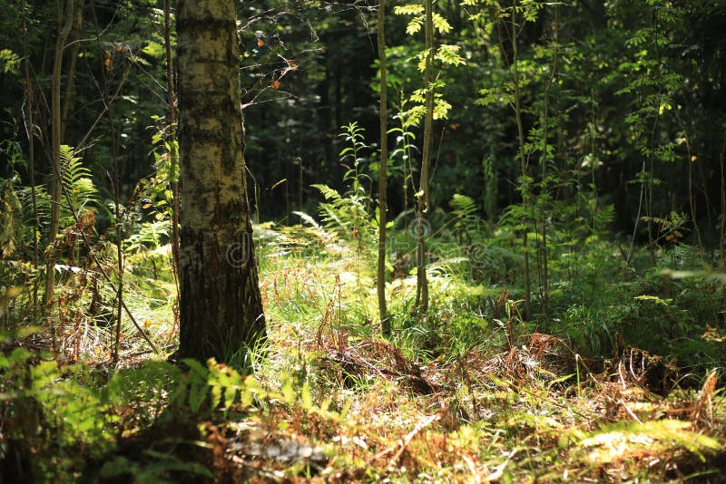 A Saturated Forest on a Bright Day Stock Image - Image of nature ...